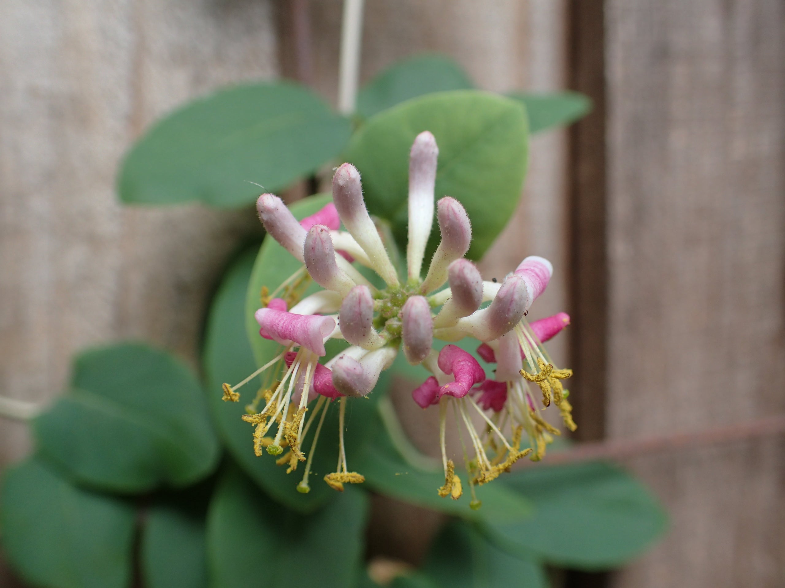 Lonicera hispidula, Pink Honeysuckle | California Native Plant Society ...